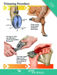 Hoof Trimming Made Easy - Goat Journal